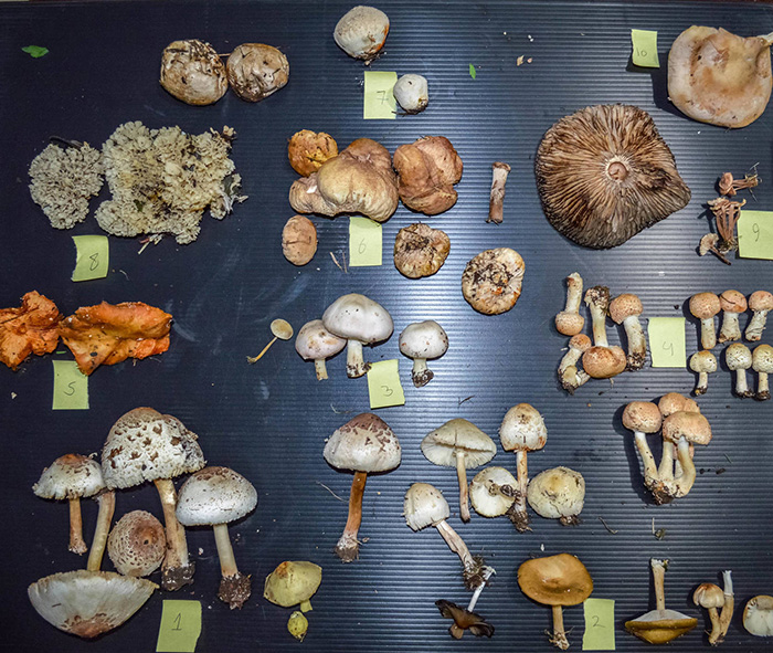 Identify Psilocybin Mushrooms Mushroom 101 Educational Information And Resources By Mushly